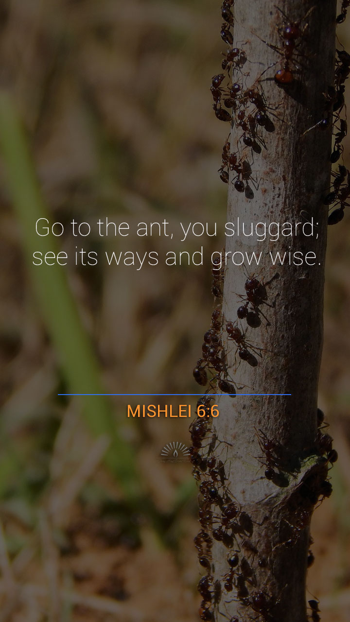 Proverbs Chapter 6 Daily Holy Bible Reading