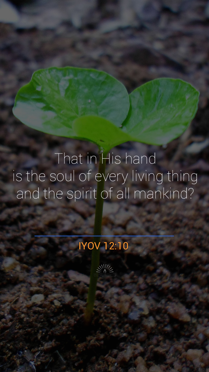 Job Chapter 12 | Daily Holy Bible Reading