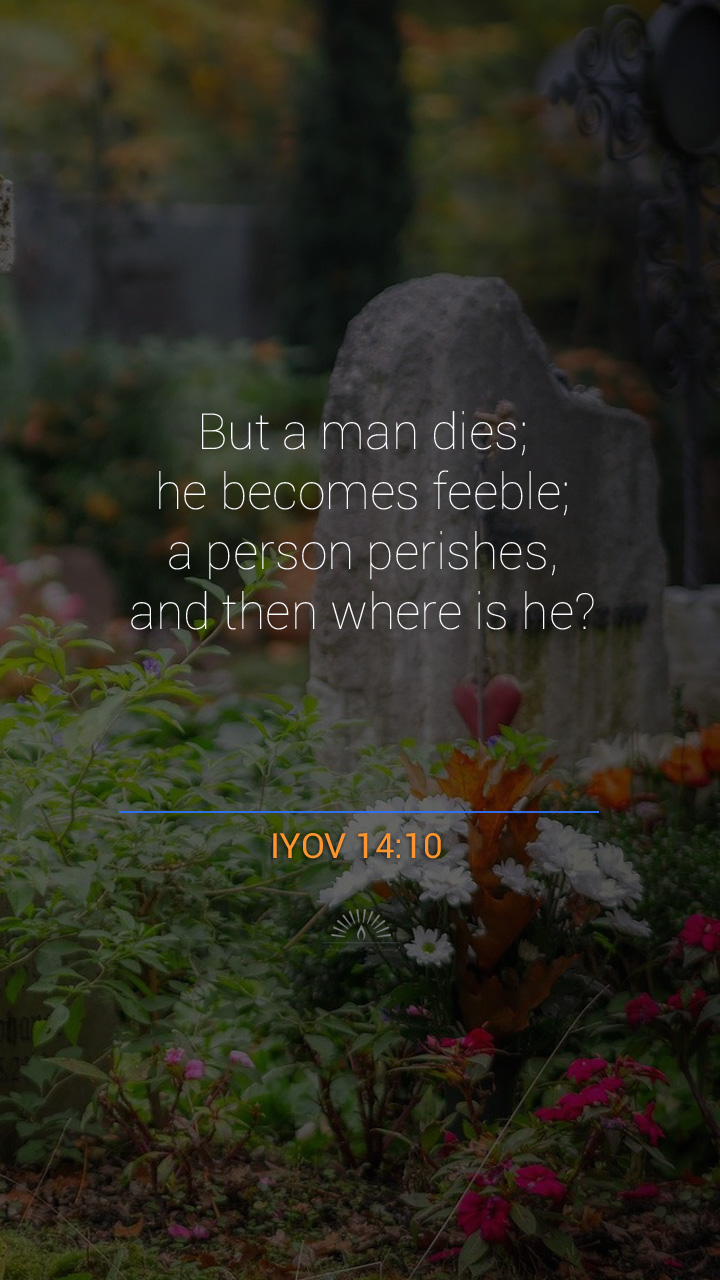 Job Chapter 14 Job When You Stop At Nothing One Chapter A Day