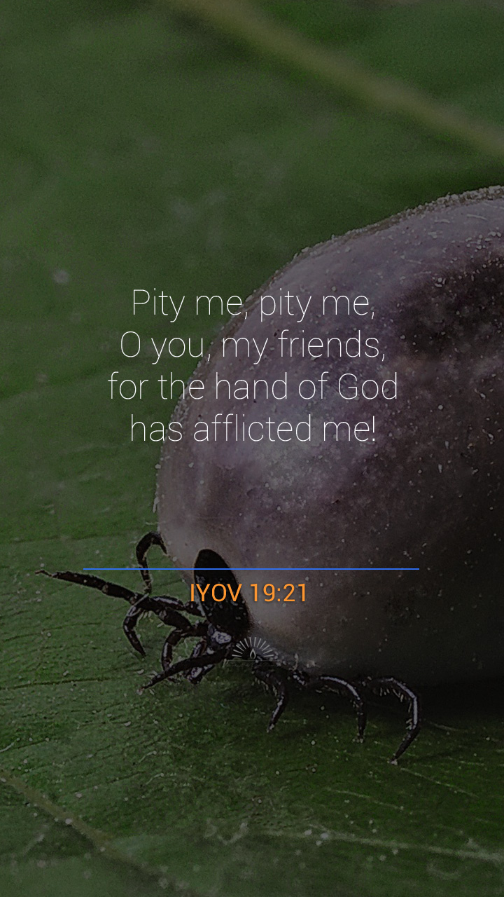 Job Chapter 19 | Daily Holy Bible Reading