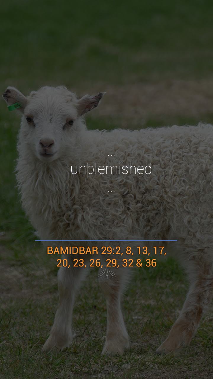 Numbers Chapter 29 | One Chapter A Day