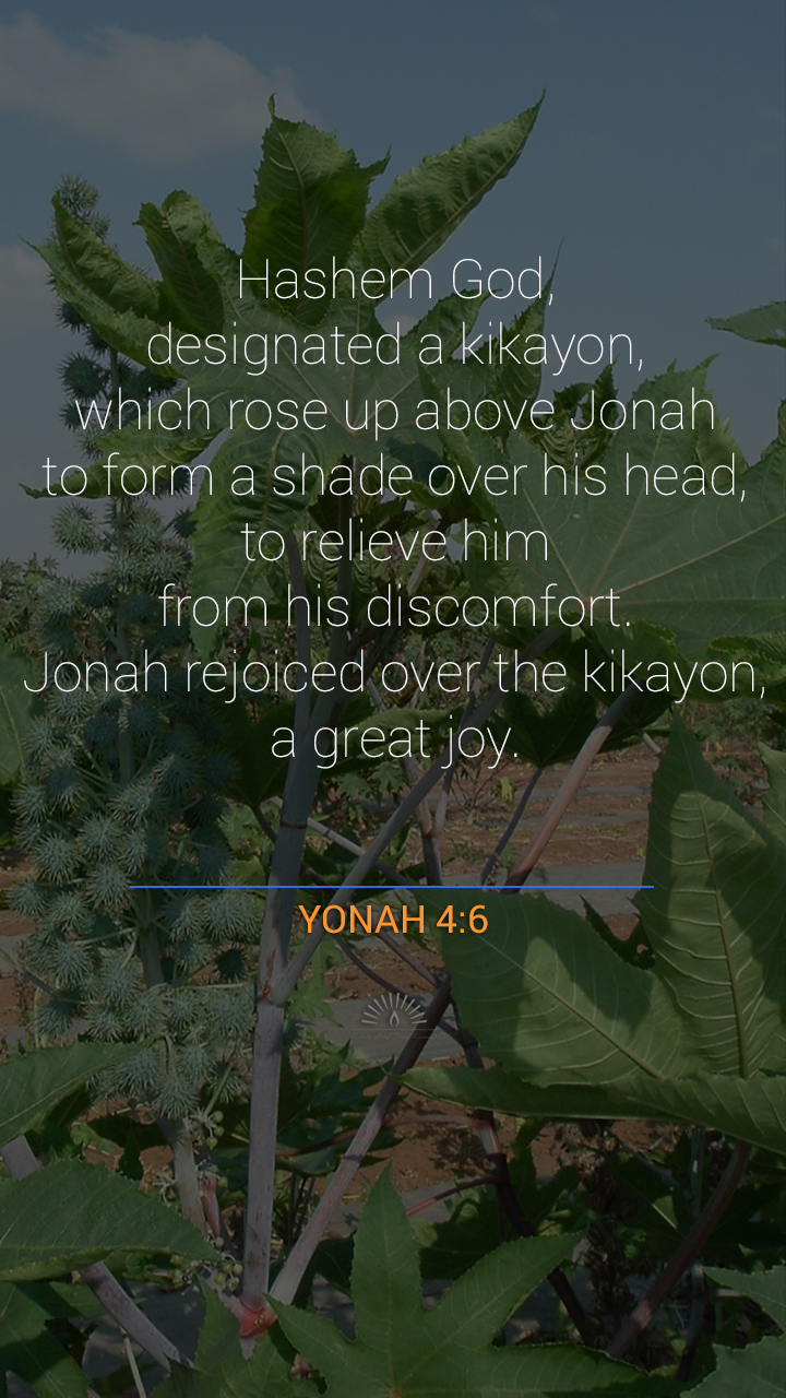 Jonah Chapter 4 | Daily Holy Bible Reading