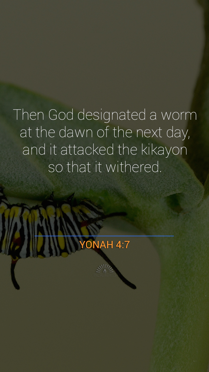 Jonah Chapter 4 | Daily Holy Bible Reading